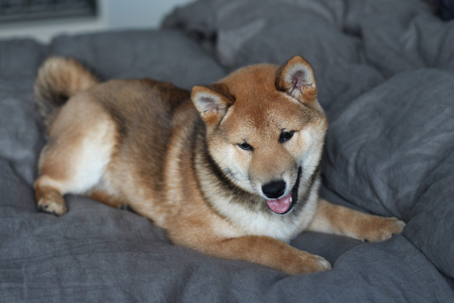 Glück zum Anfassen | Shiba Inu Taro - Alexandra Winzer