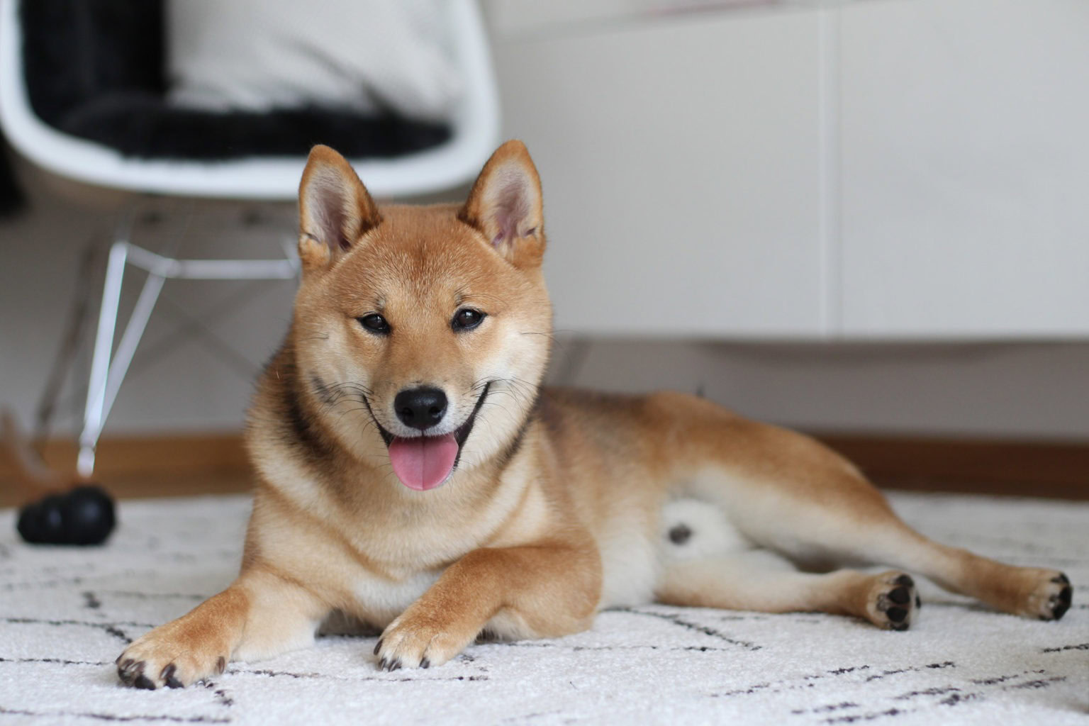 Glück zum Anfassen | Shiba Inu Taro - Alexandra Winzer
